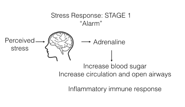 Understanding Your Body's Stress Response System | Annex Naturopathic ...